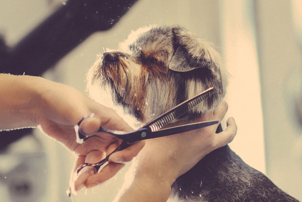 Grooming | stylingpups.com